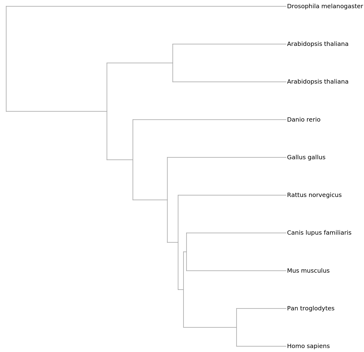 PhylogeneticTreePlot | Wolfram Function Repository
