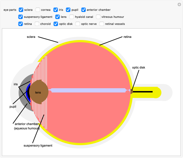 Eye Diagram Igcse Biology