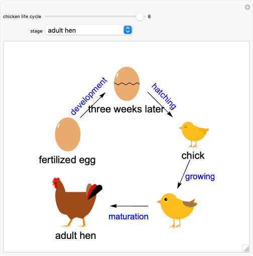Life Cycle Of A Chicken Can You Name The Stages Of The Life Cycle?