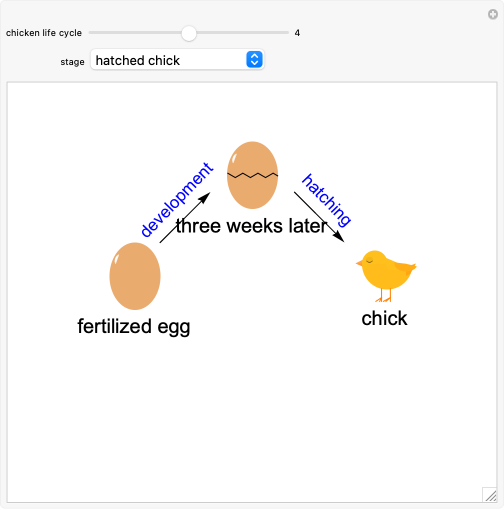 Life Cycle Of A Chicken Egg 90+ New Life Evolution Baby Chicken Animal