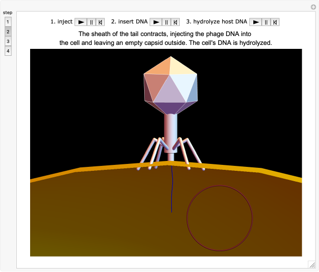 Bacteriophage Life Cycle Animation