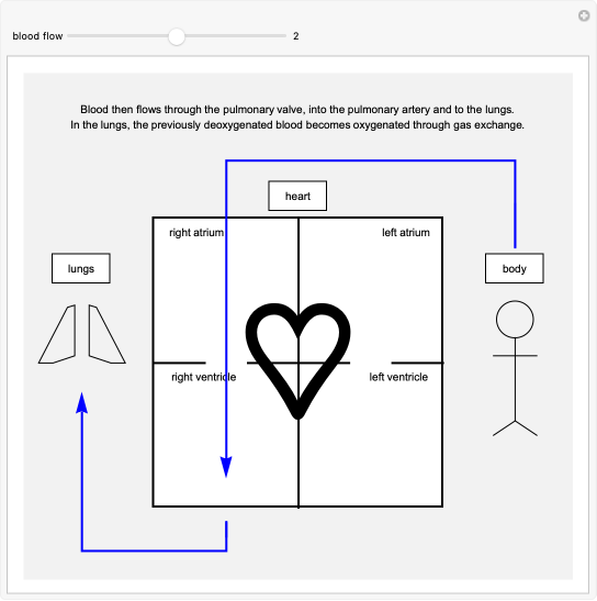 Blood Flow Through Circulatory System
