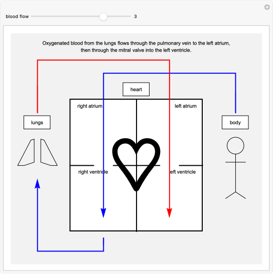 Path Of Blood Circulatory System Anatomy And The Function Of The