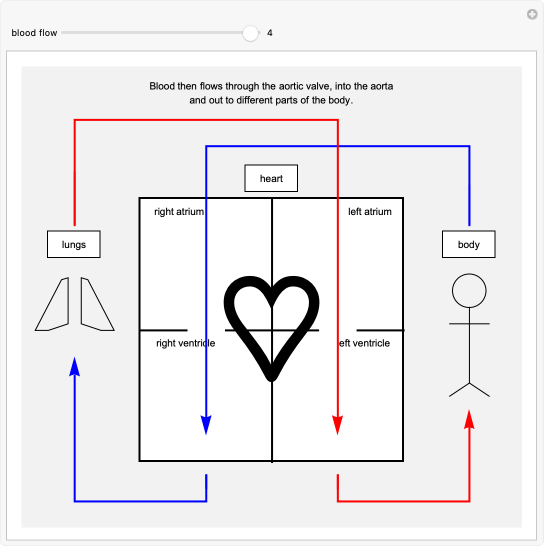 Pathway Of Blood Flow Through The Heart Assessment Of The